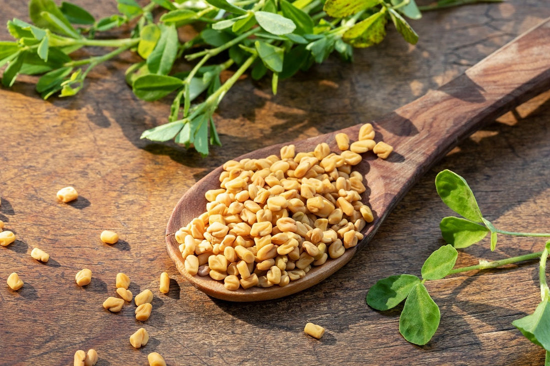 Fenugreek Seeds (Methi Dana) – A Timeless Spice with Powerful Flavor a ...